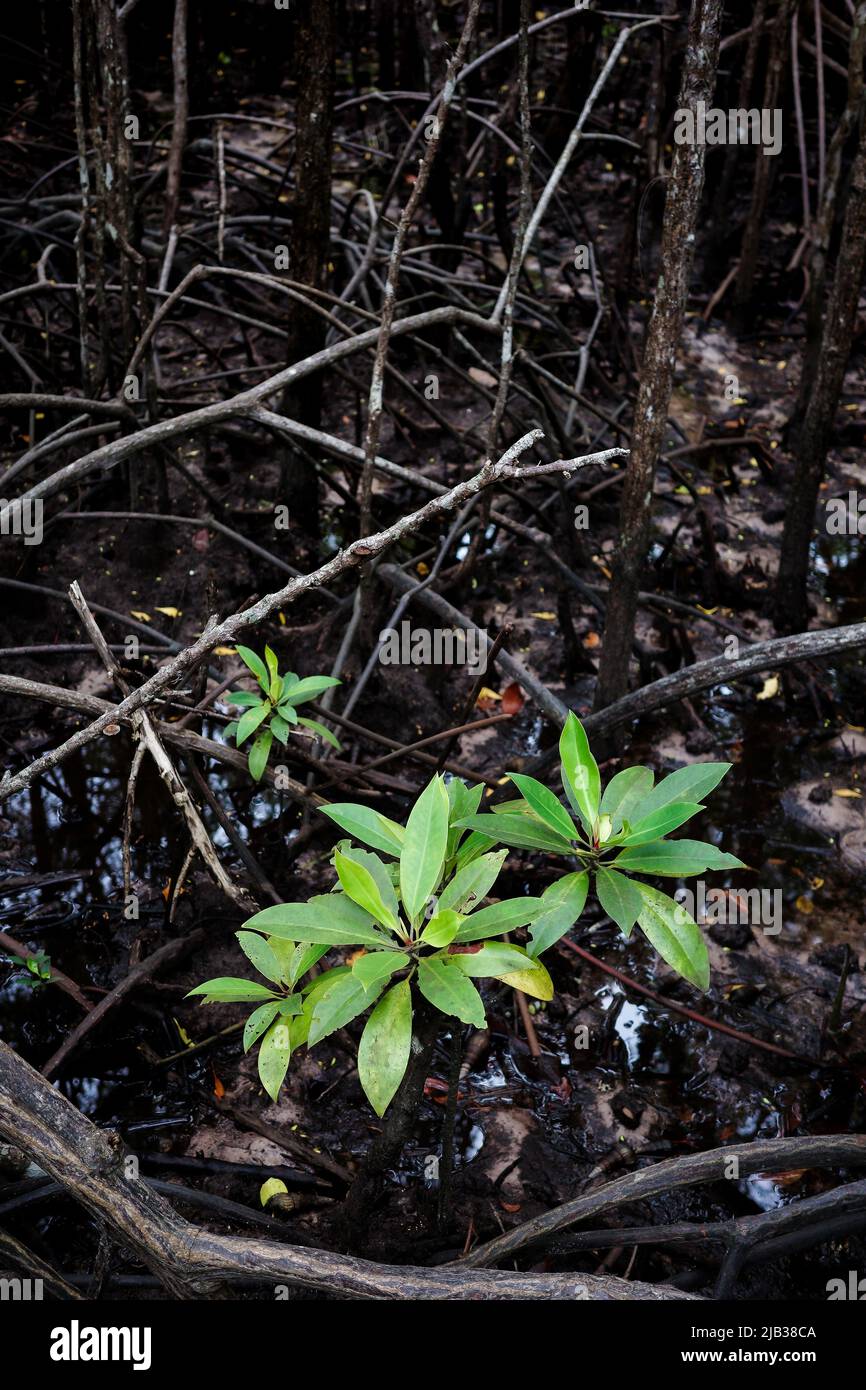 Natural scene of green mangrove trees growing in dark area of tropical ...