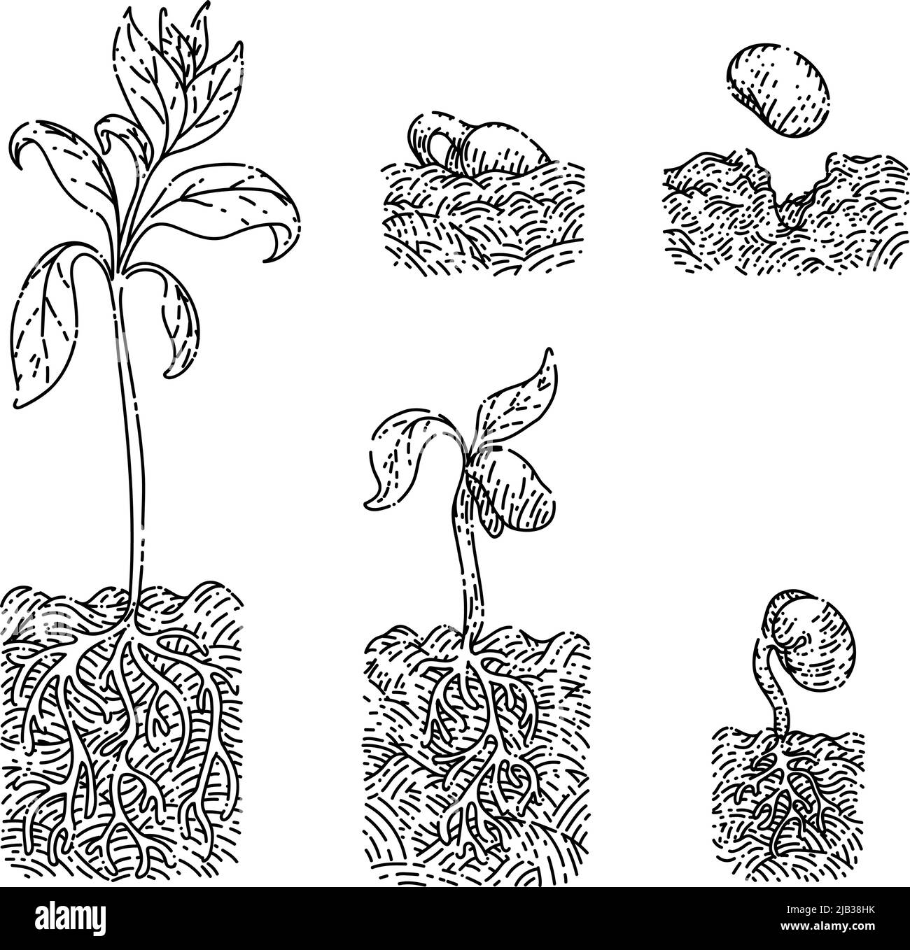 Business plant soil in Black and White Stock Photos & Images - Alamy