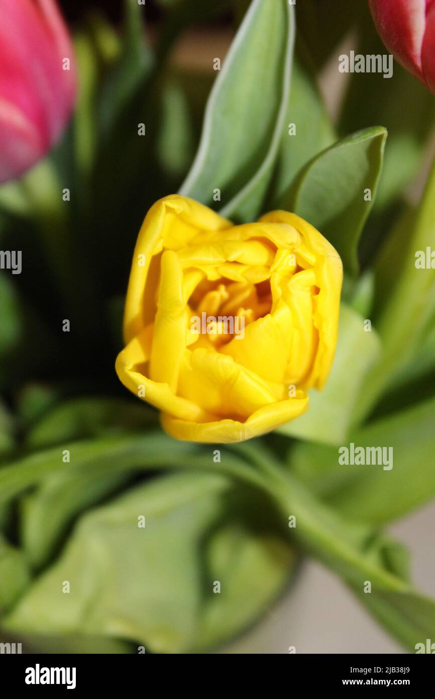 Plant separation flower flower hi-res stock photography and images - Alamy