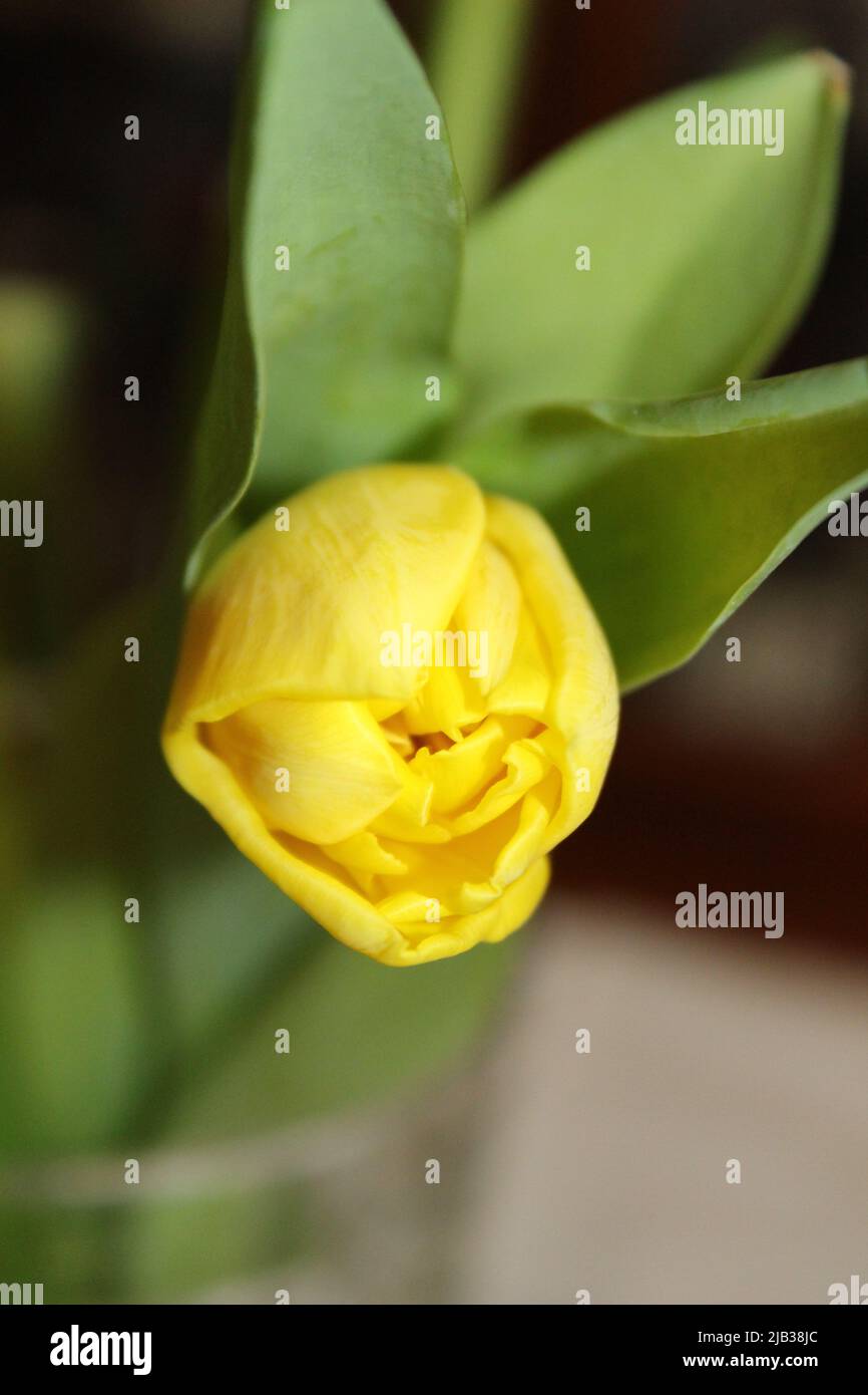 Plant separation flower flower hi-res stock photography and images - Alamy