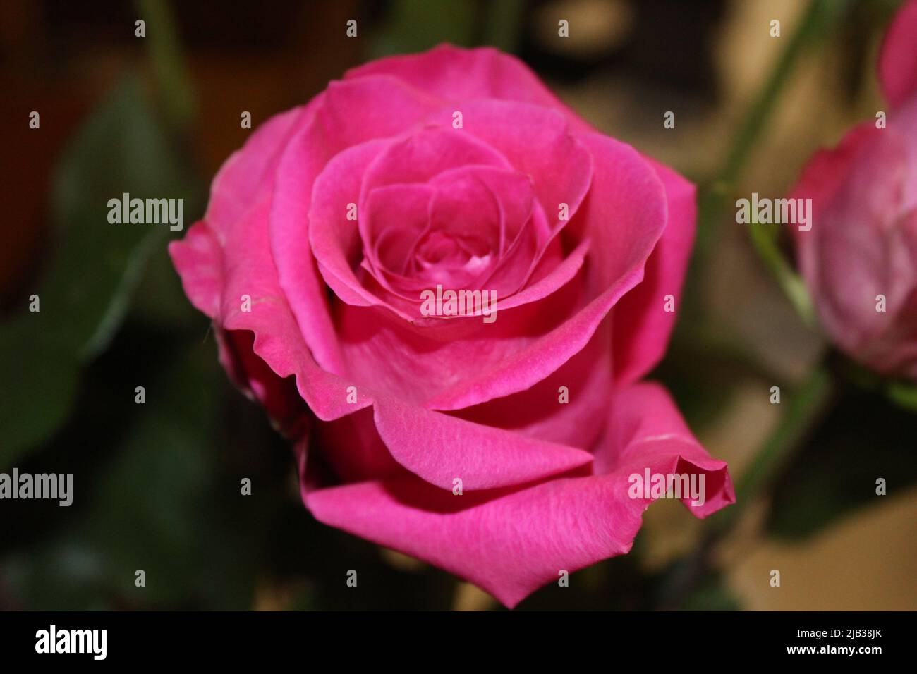 Beautiful pink rosebuds in hi-res stock photography and images - Alamy