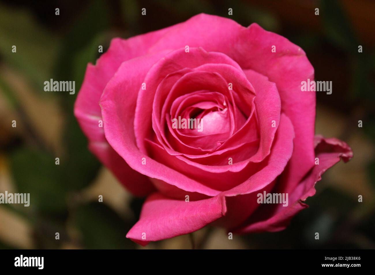Beautiful pink rosebuds in hi-res stock photography and images - Alamy