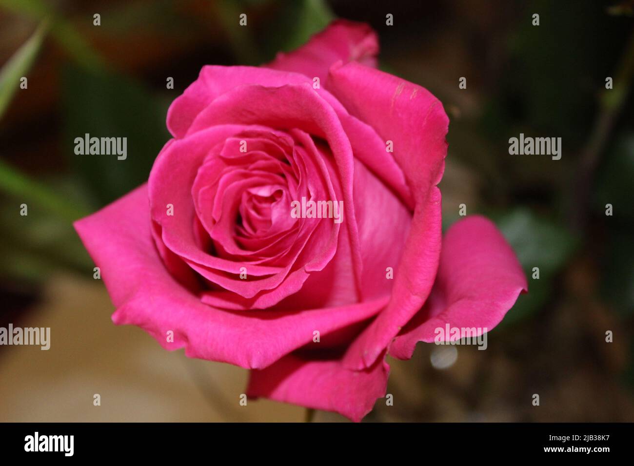 Rosebuds closeup hi-res stock photography and images - Alamy