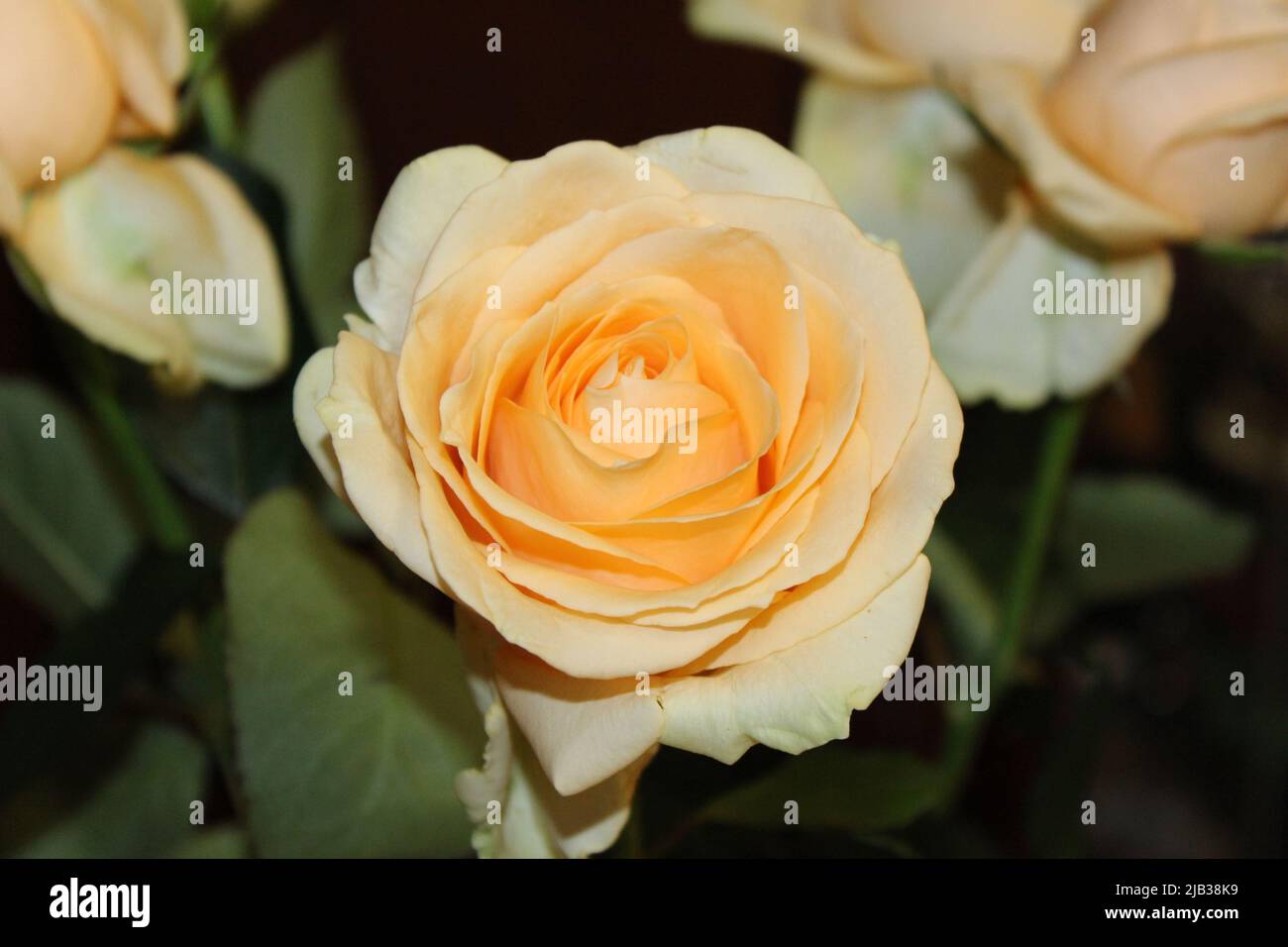 Fluffy rose hi-res stock photography and images - Alamy