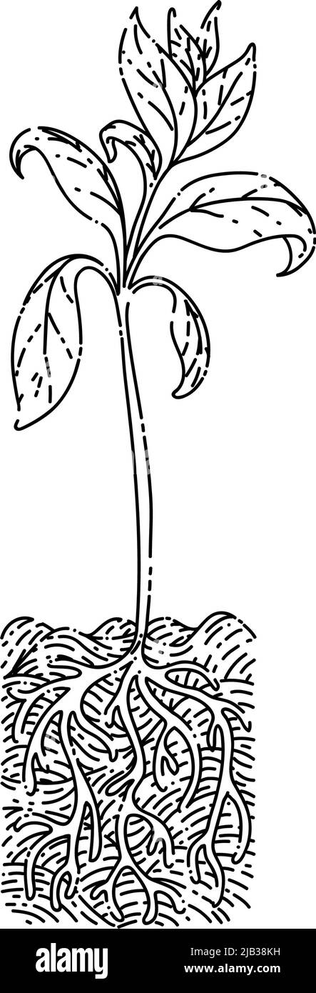 mature plant sketch hand drawn vector Stock Vector Image & Art - Alamy