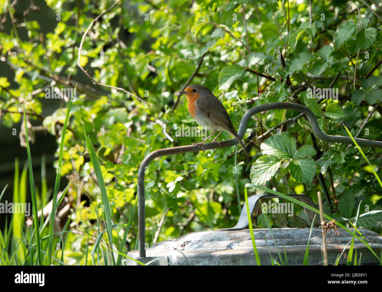 robin bird in the wild in holland with green background Stock Photo - Alamy