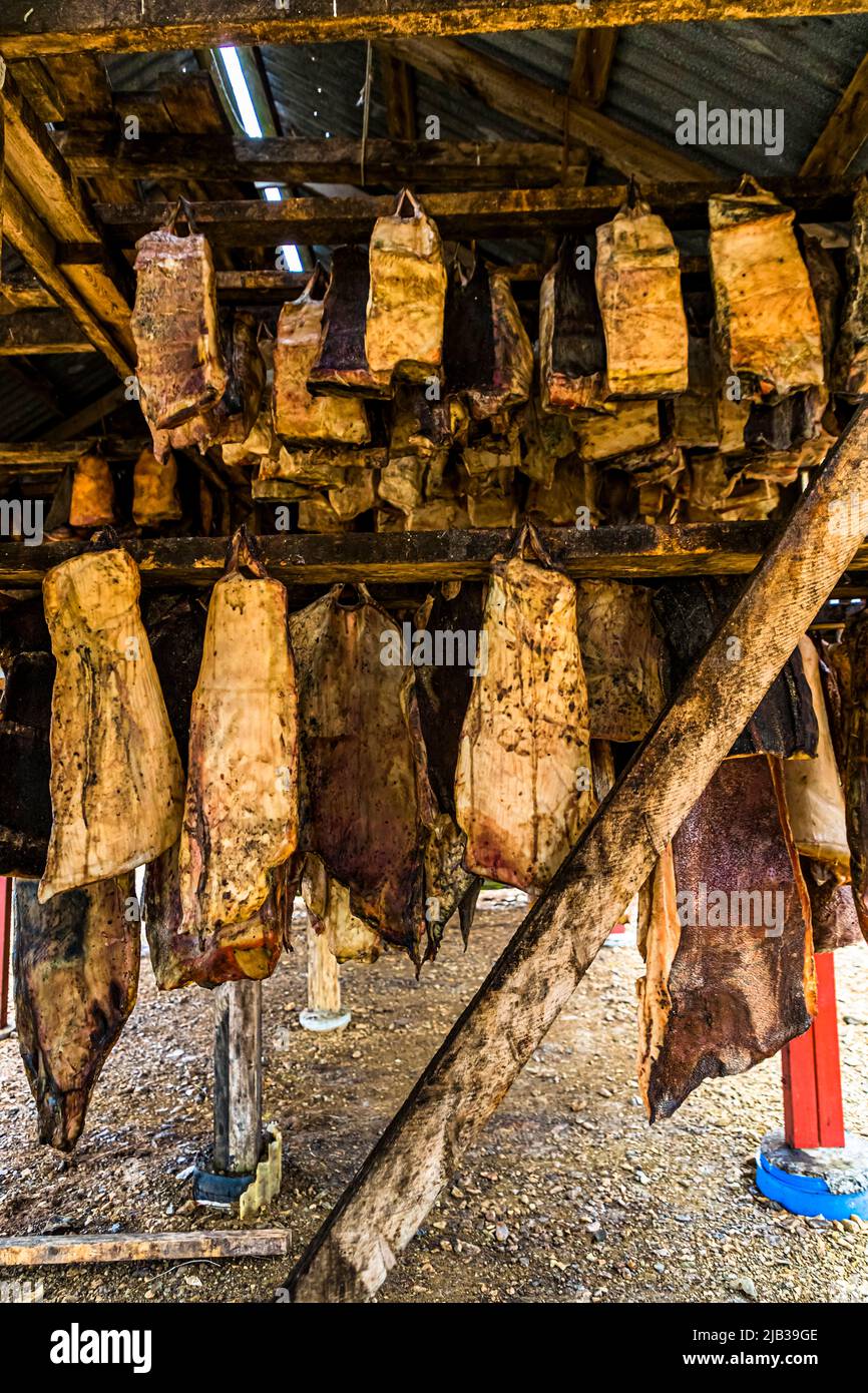 Bjarnarhöfn Iceland Shark Museum, where the mystery of the fermented ...