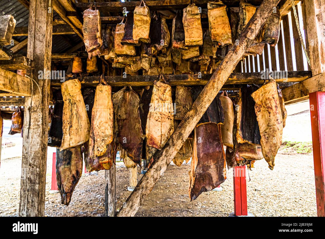 Bjarnarhöfn Iceland Shark Museum, where the mystery of the fermented ...