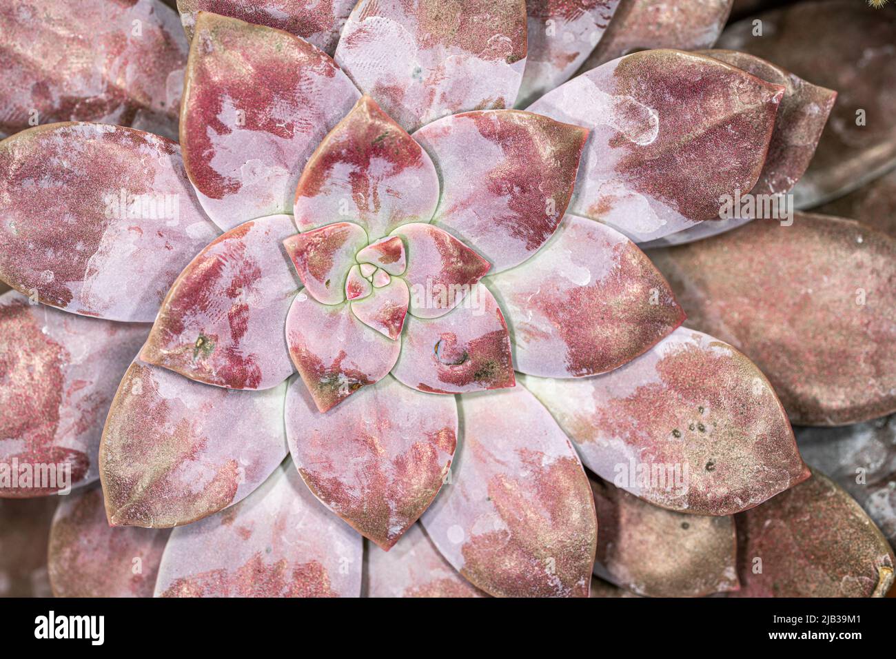 Succulent Rosette Leaves of an Echeveria Plant Stock Photo - Alamy