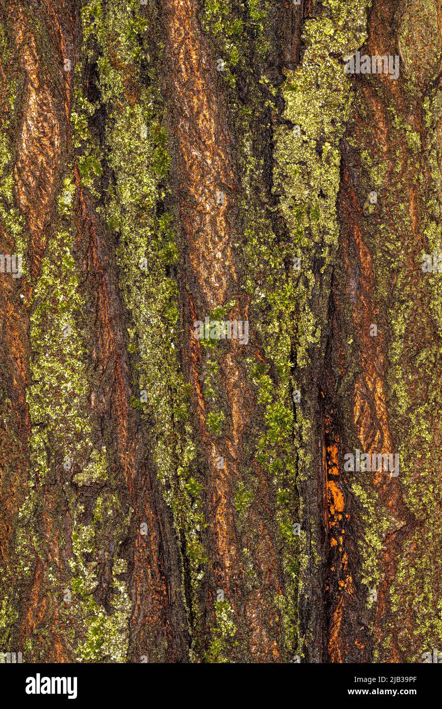 Bark of Thundercloud Flowering Plum (Prunus 'Thundercloud' Stock Photo ...