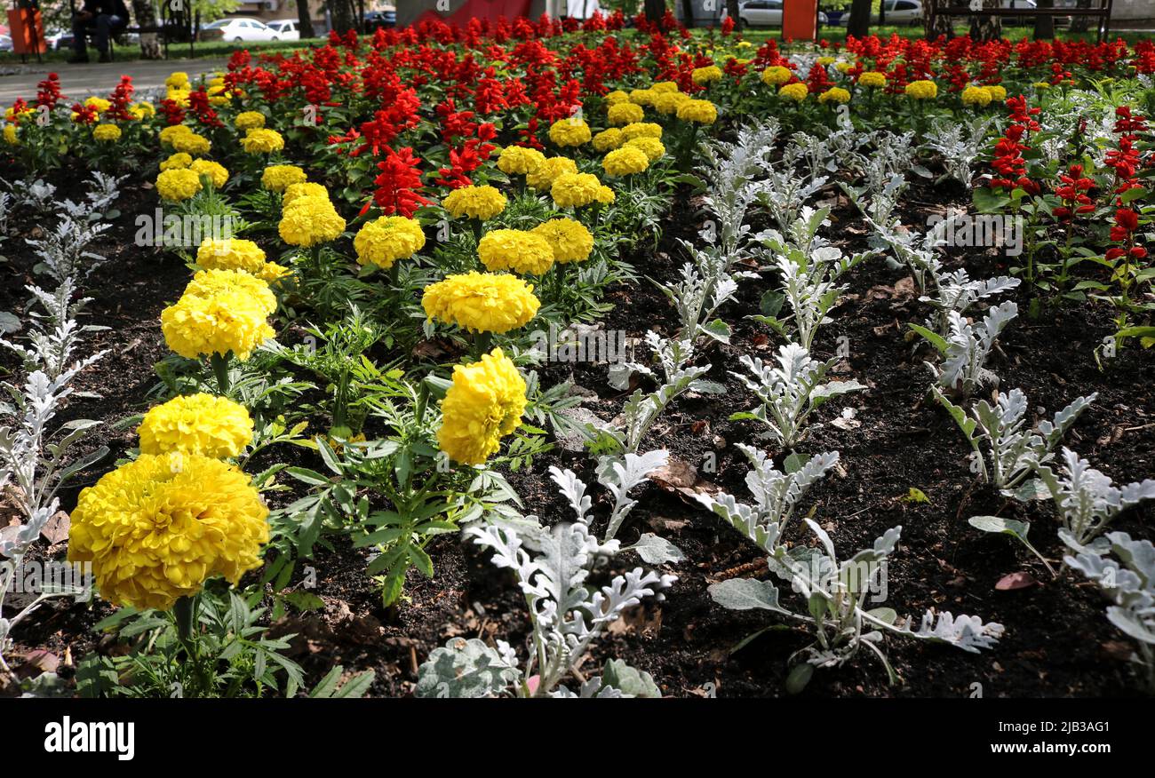 Urban landscaping - Yellow marigolds in a flower bed close-up ...
