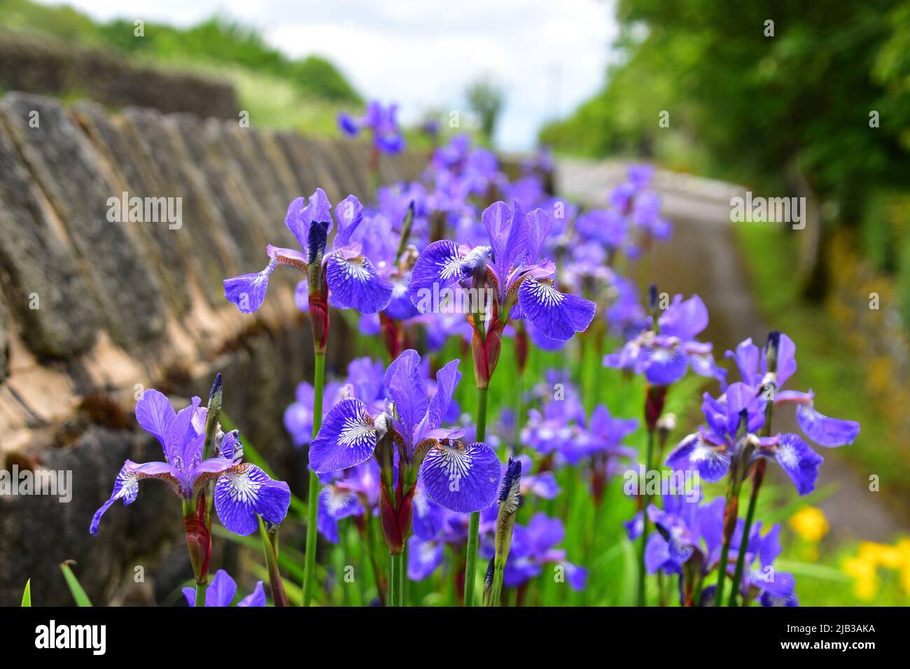 Blue flag iris hi-res stock photography and images - Alamy