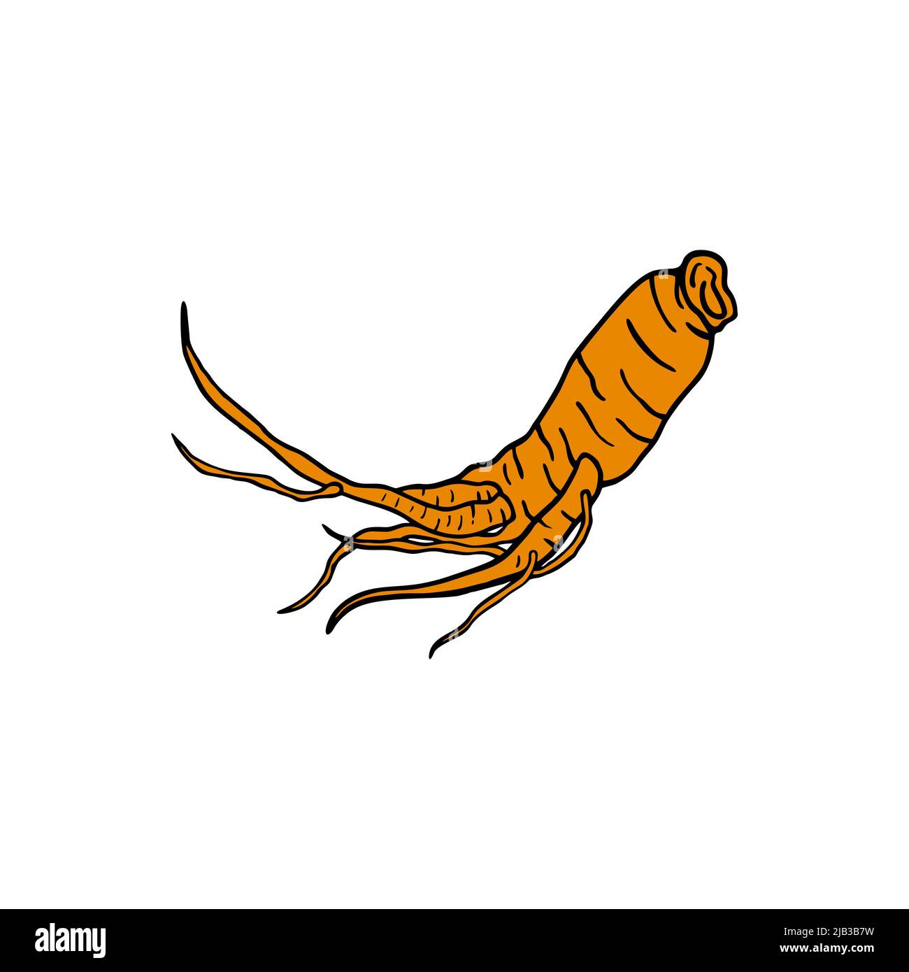 Ginseng root logo. Herbal logo design vector Illustration Stock Vector ...