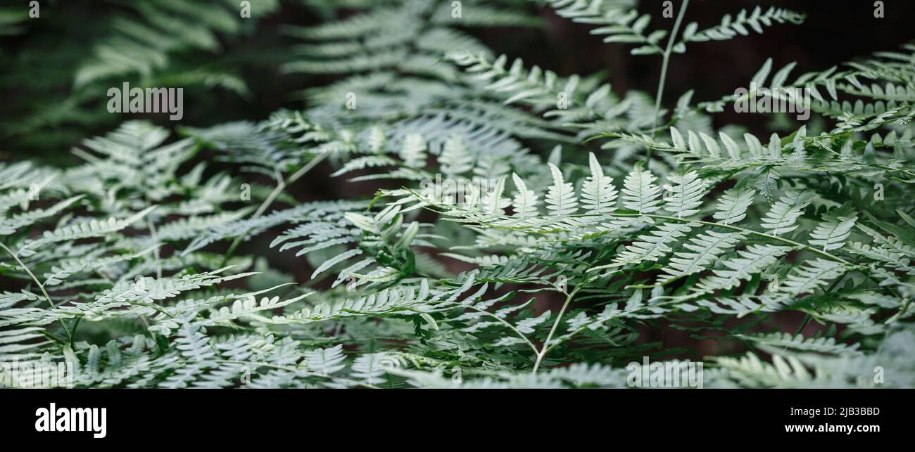 Close up of beautiful growing ferns in the forest. Natural floral fern ...