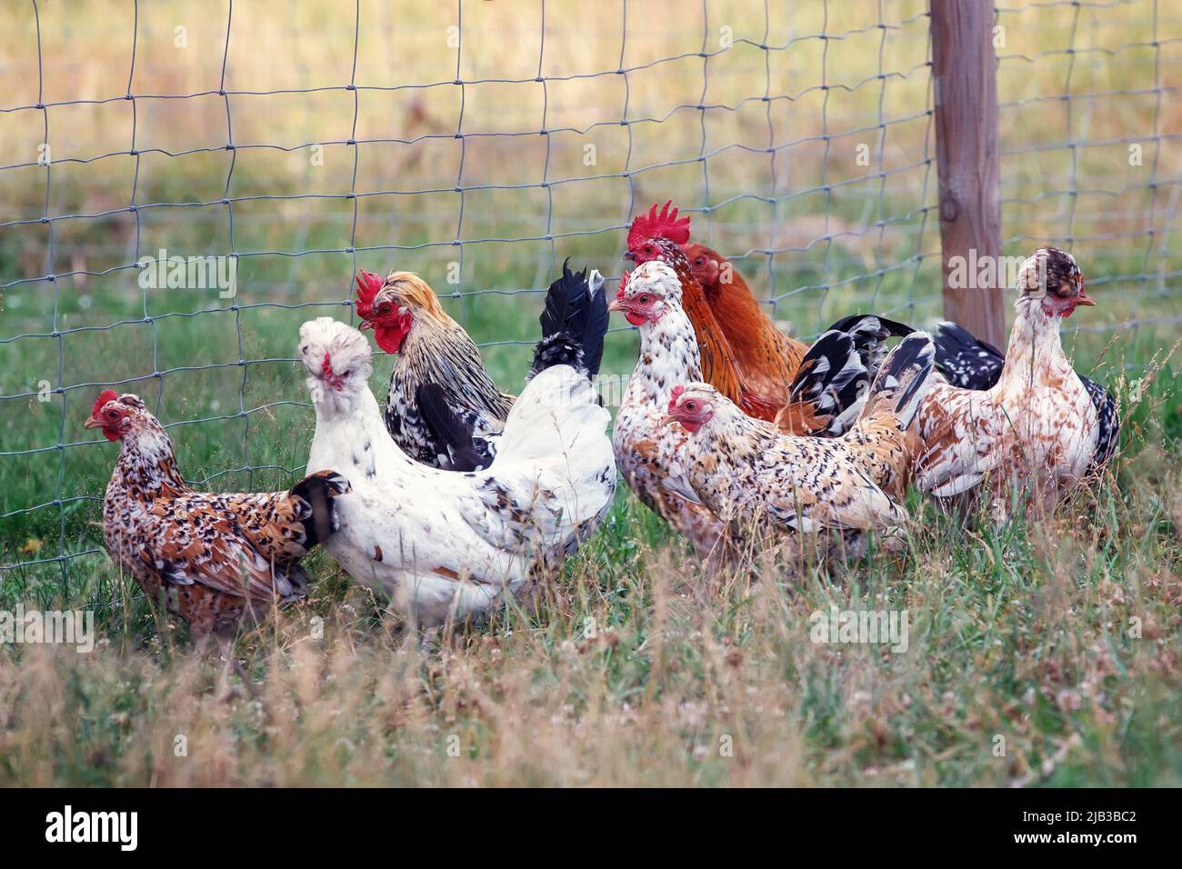 Plume cockscomb hi-res stock photography and images - Alamy