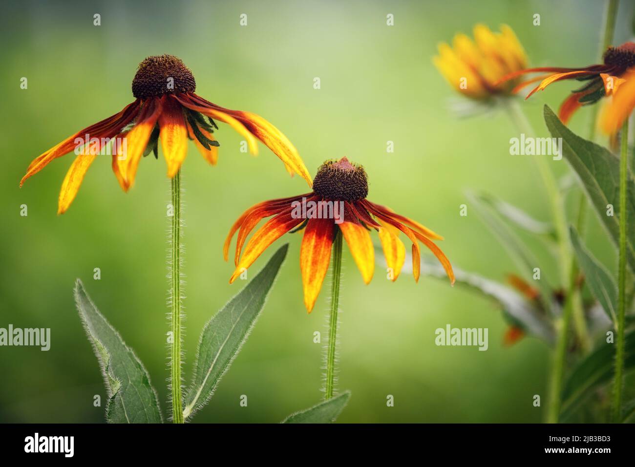 Flowers orange rudbeckia. Blooming beautiful flowers of orange ...