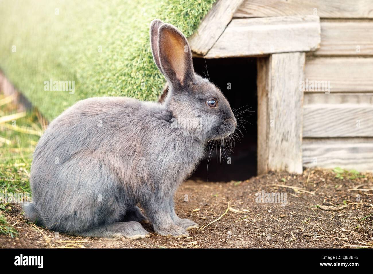A gray rabbit sitting outside in the sun by his beautiful lodge with a ...