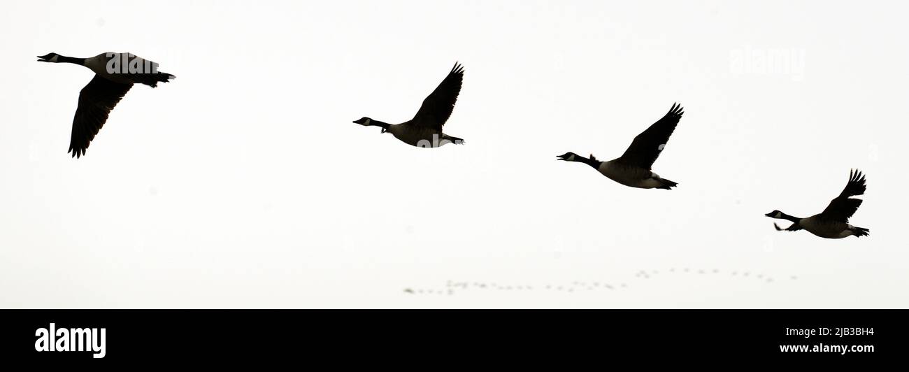 Silhouettes of migrating Geese in the skies above Moreton, Wirral Stock ...