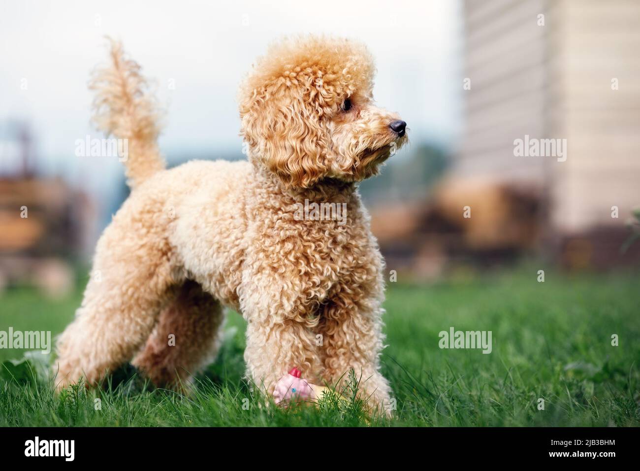 Cute little golden toy poodle hi-res stock photography and images - Alamy