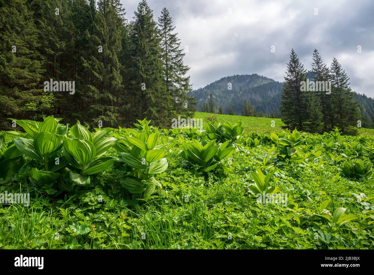 Great spring landscape in the Koscieliska Valley. Western Tatras Stock ...