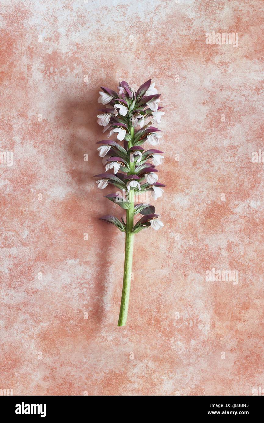 Acanthus mollis seed on an abstract background. Plants and botany Stock ...