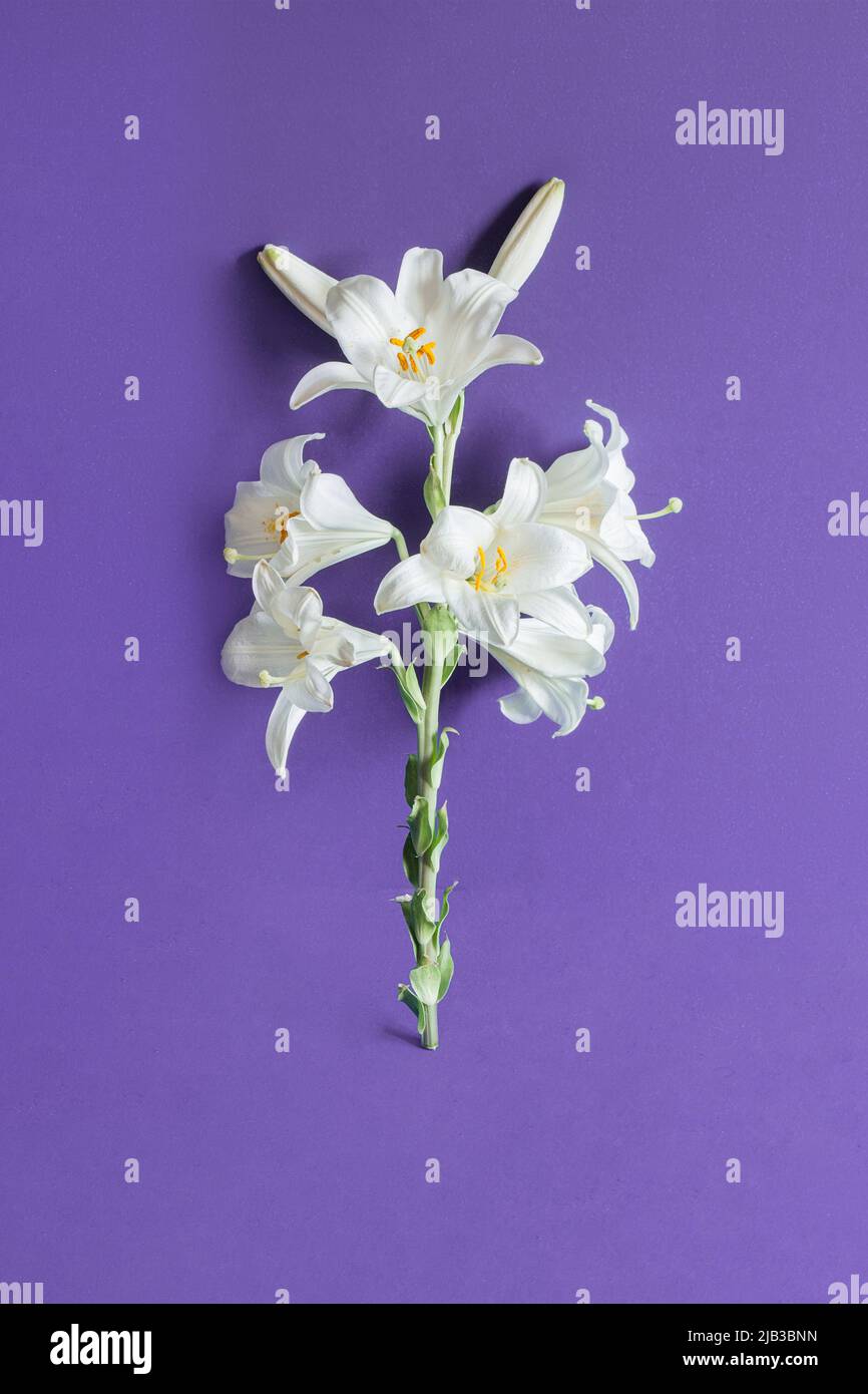 Isolated blooming lily plant on colorful studio background. Botany and ...
