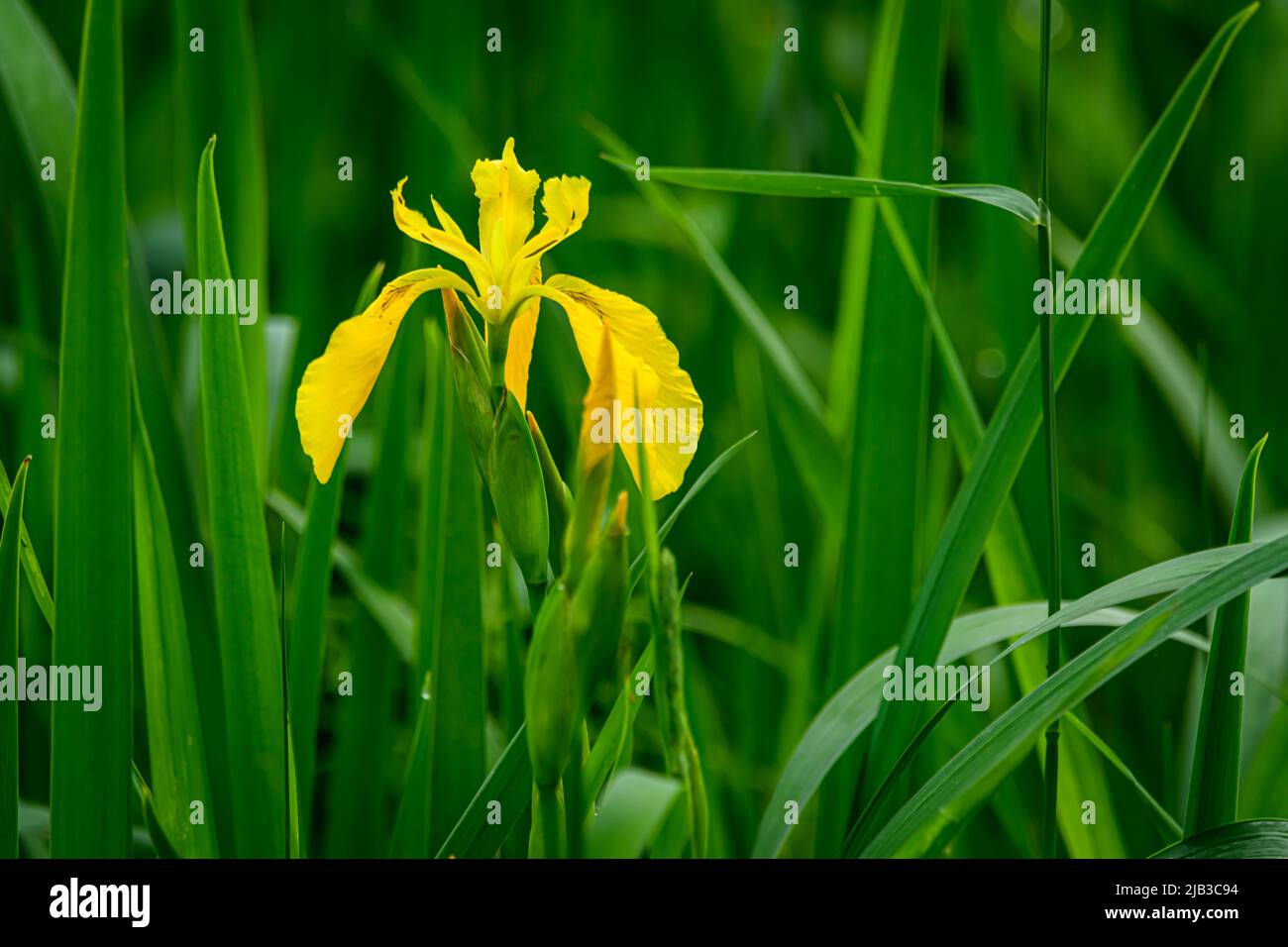 Yellow flag flower hi-res stock photography and images - Alamy