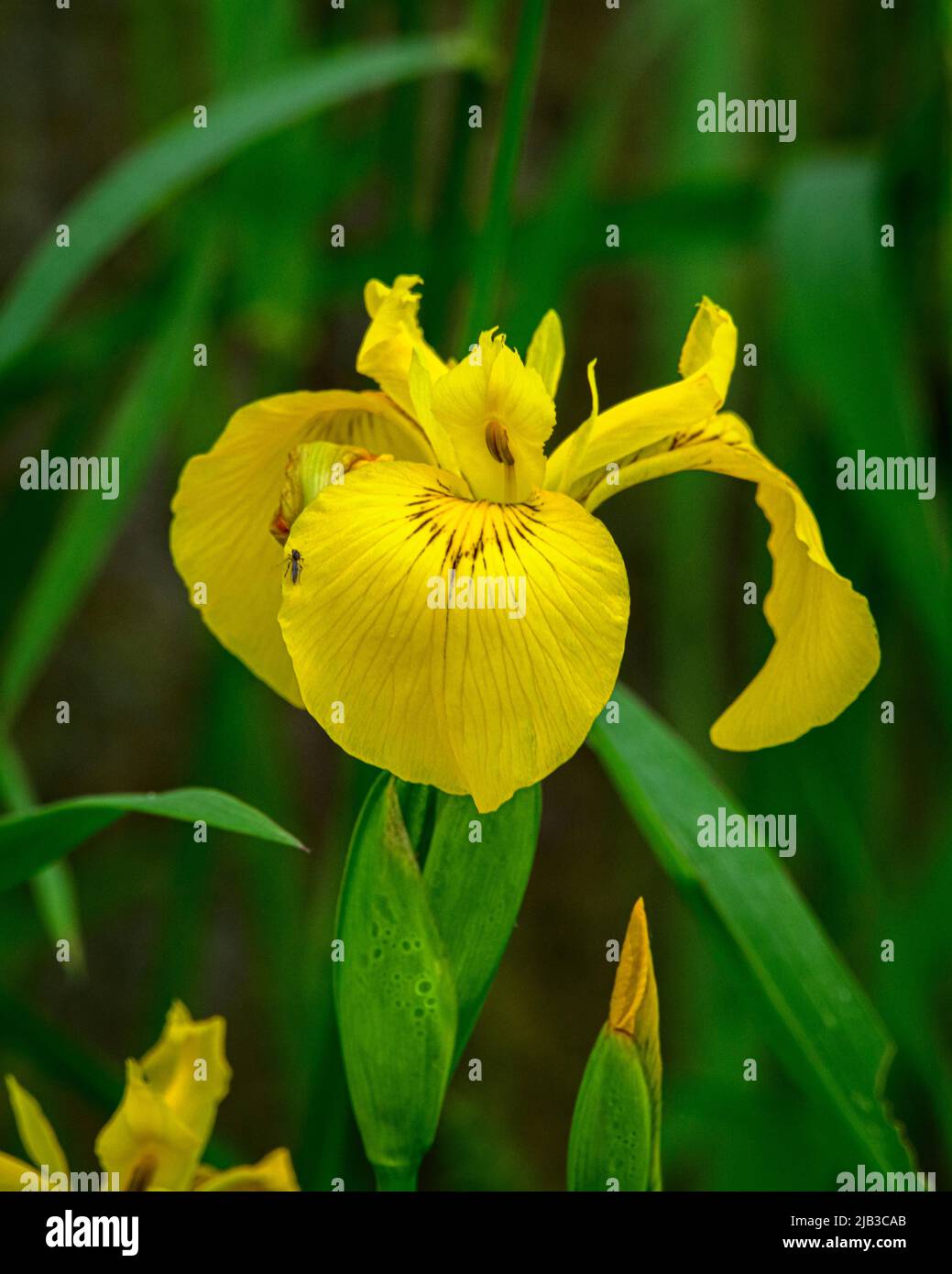 Paleyellow hi-res stock photography and images - Alamy