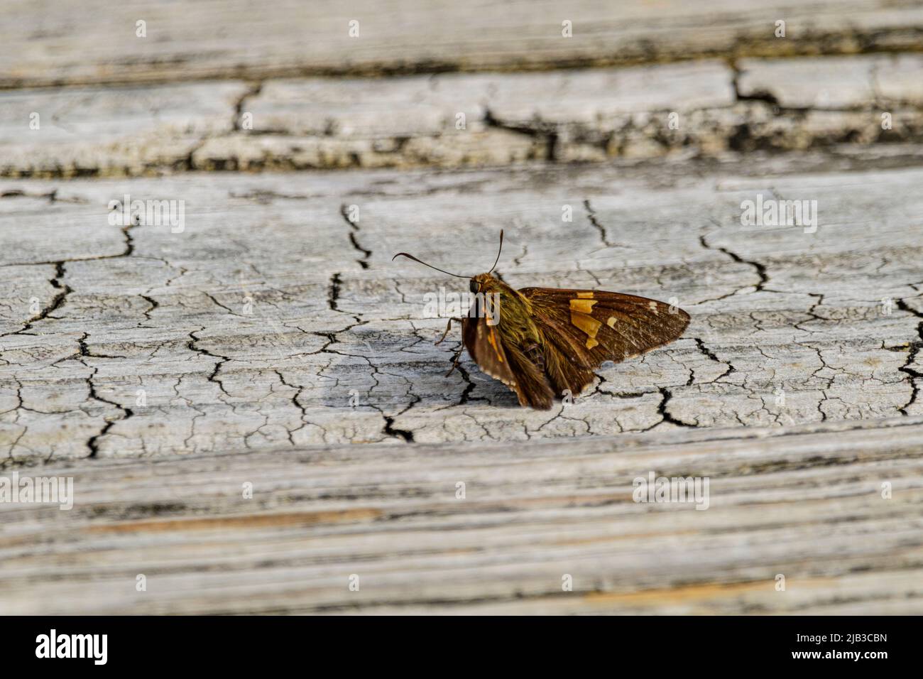 skipper on wooden deck Stock Photo - Alamy