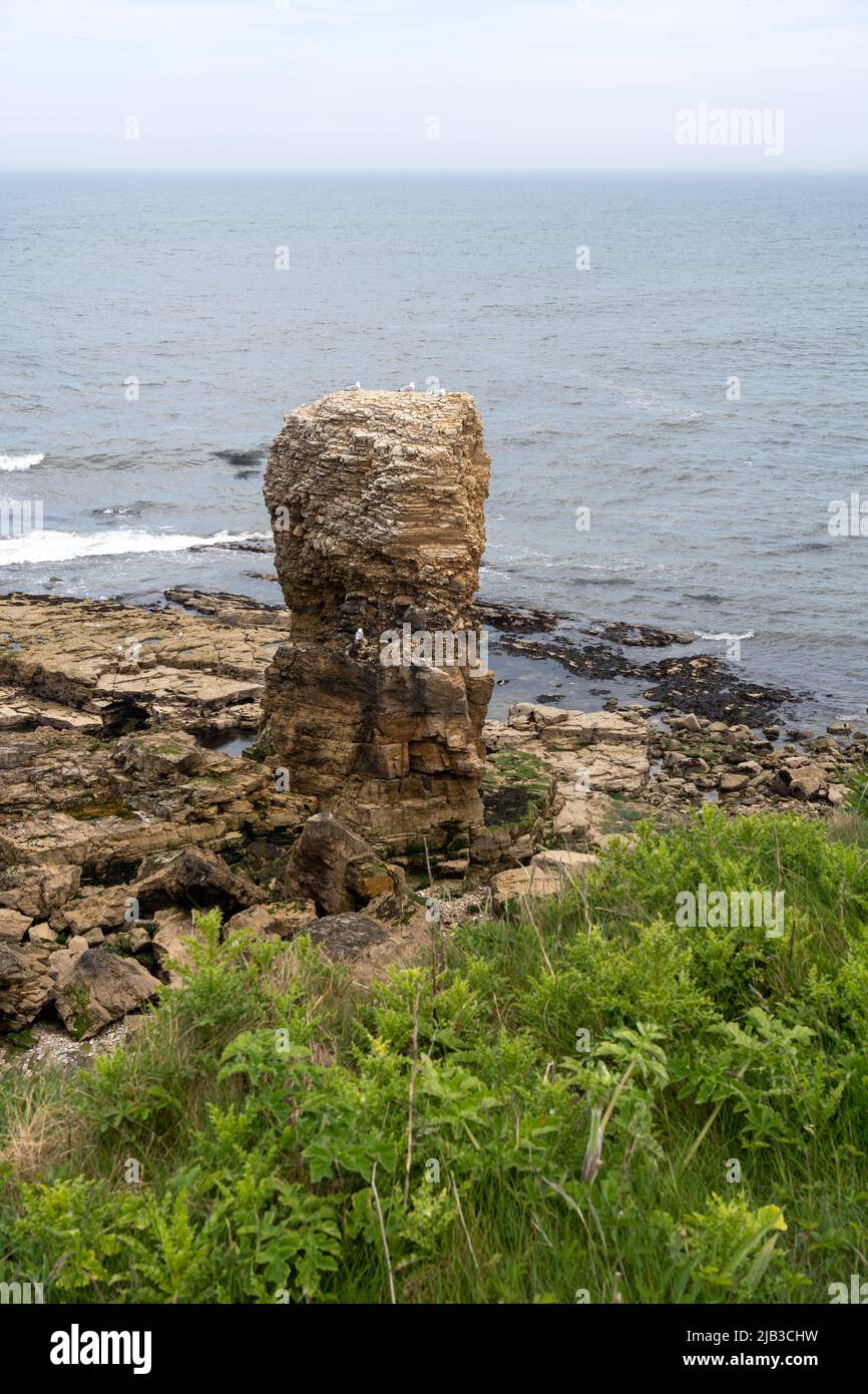 Rock stack with nesting coastal birds, as viewed from the public path ...