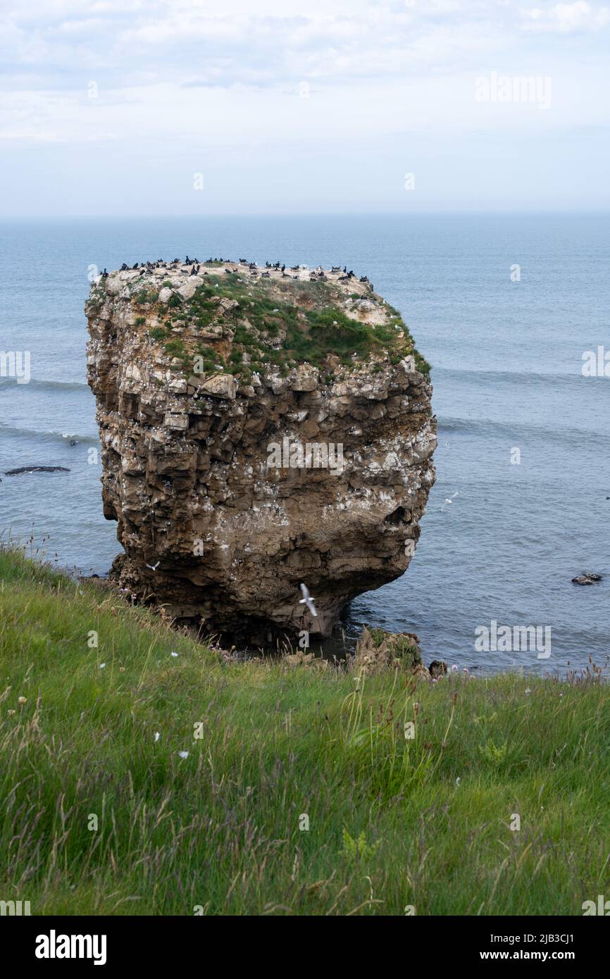 Rock stack with nesting coastal birds, as viewed from the public path ...