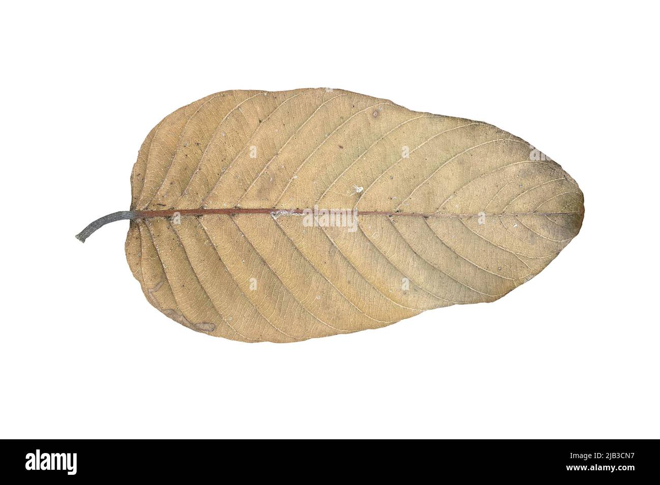 Dry leaf isolated on white background Stock Photo - Alamy