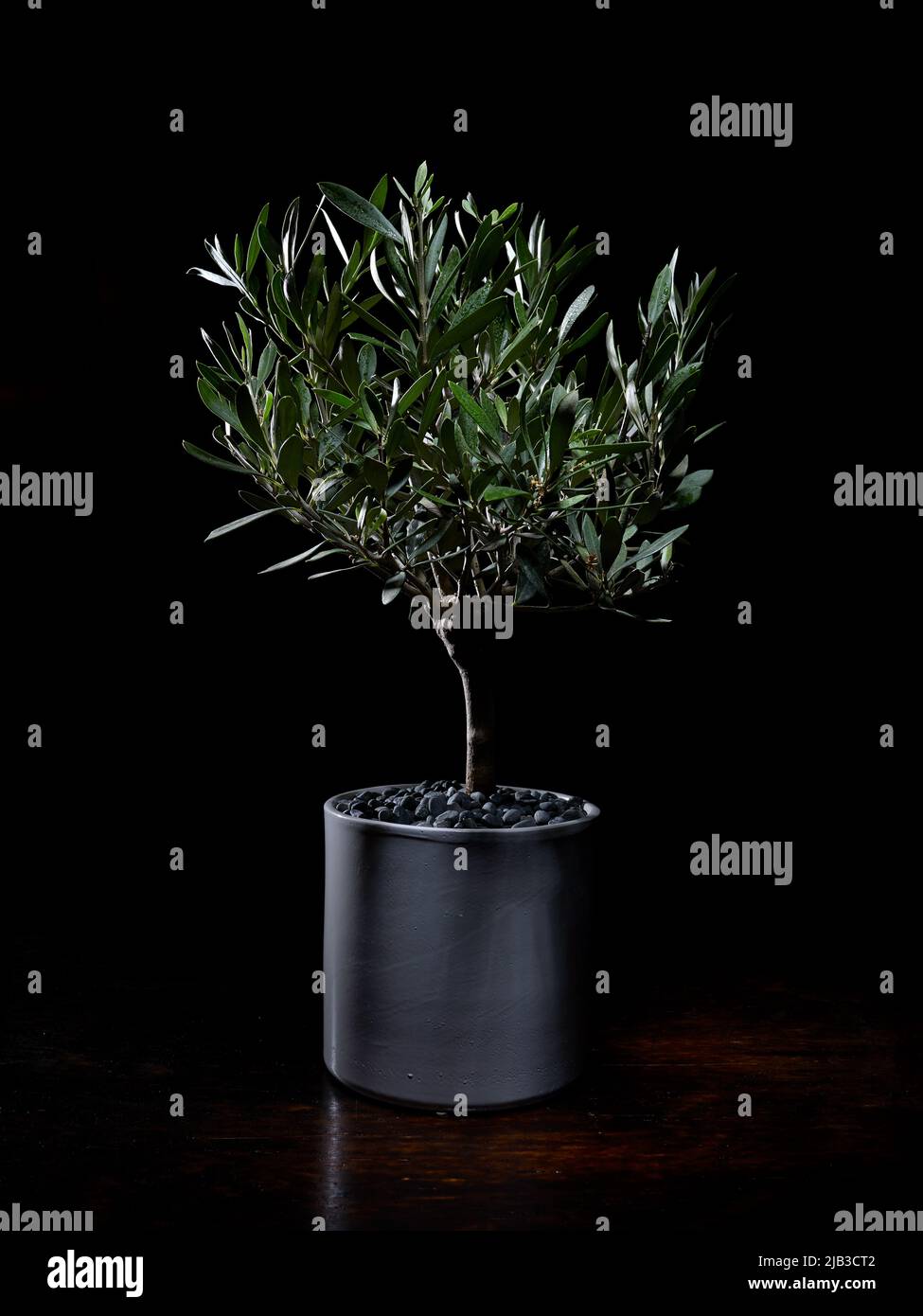 Olive tree pot hi-res stock photography and images - Alamy