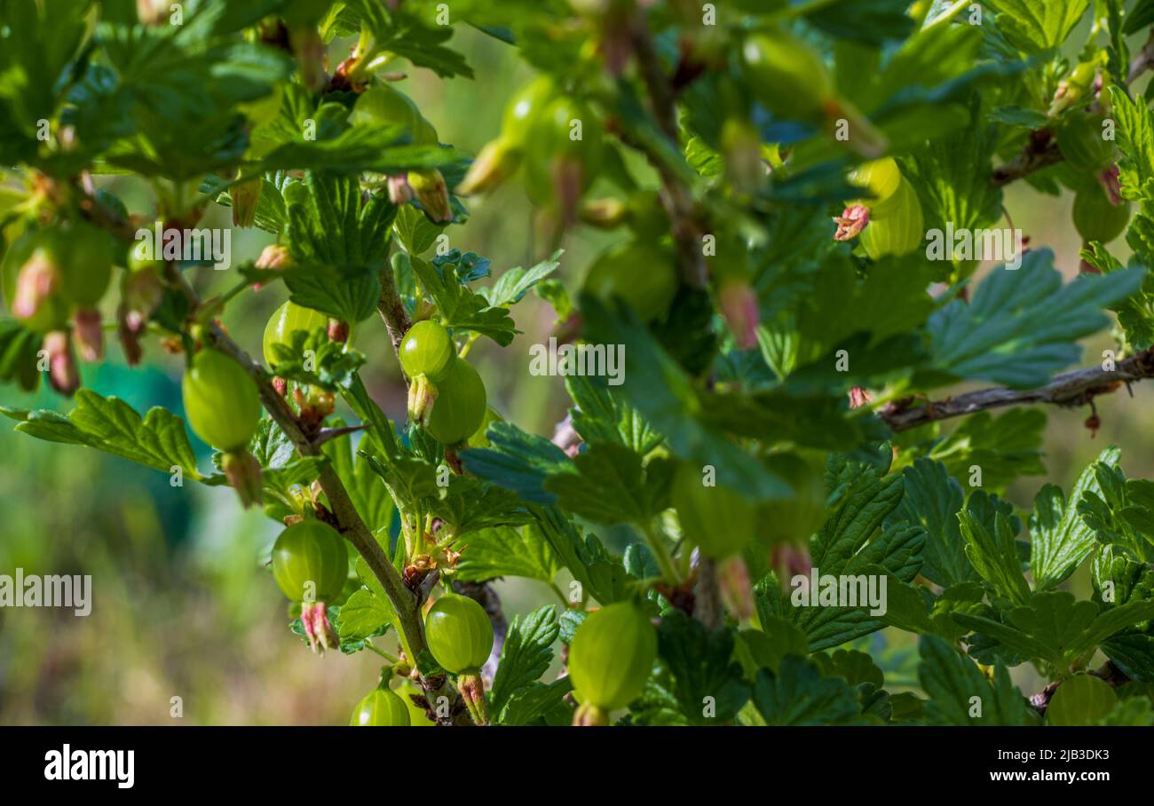 Close up view of green gooseberry bush in early summer Stock Photo - Alamy