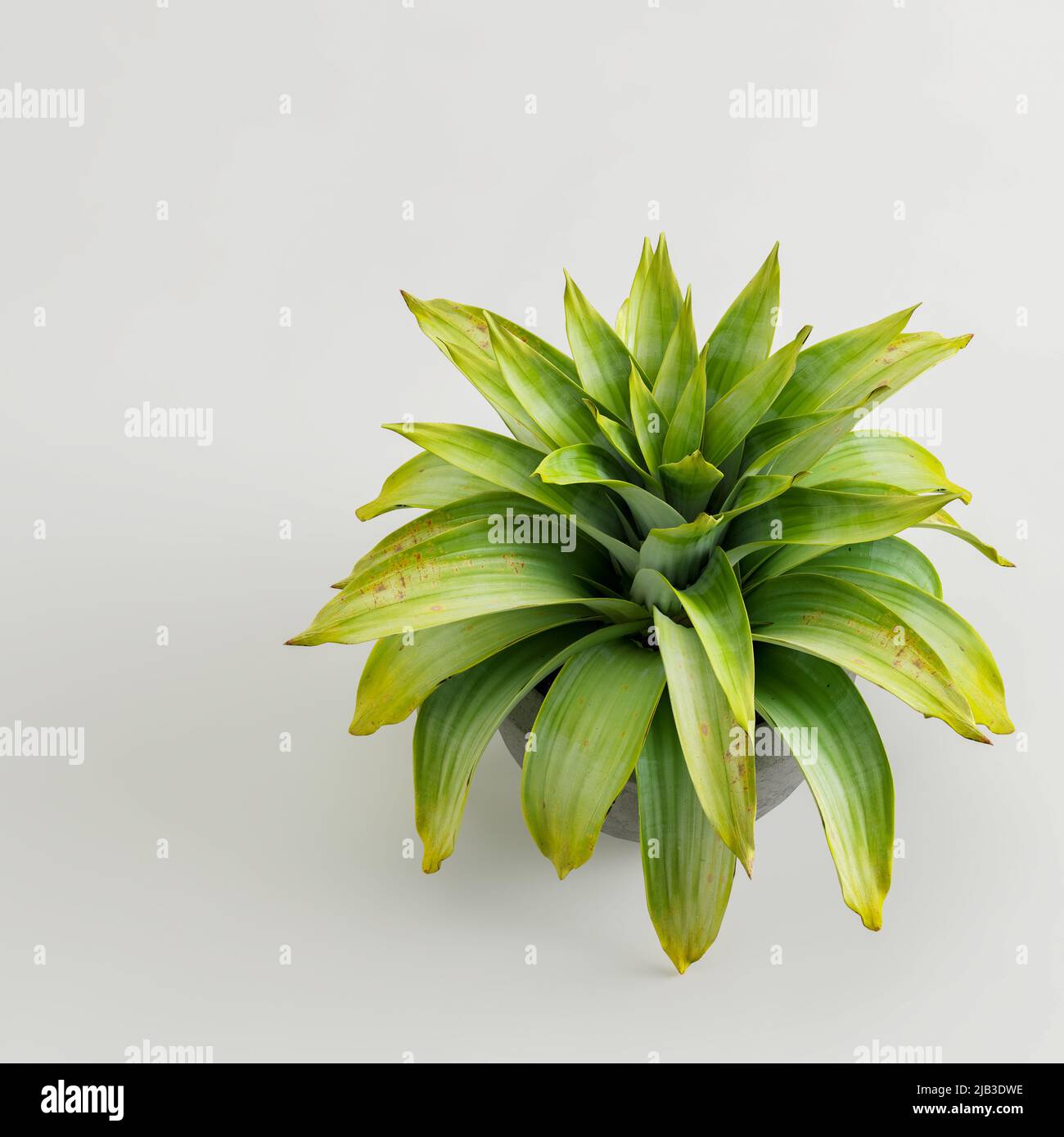 3d illustration of houseplant in modern potted bird's-eye view Stock ...