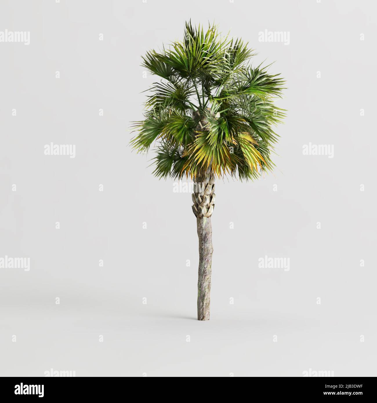 3d illustration of palm tree isolated on white background Stock Photo ...