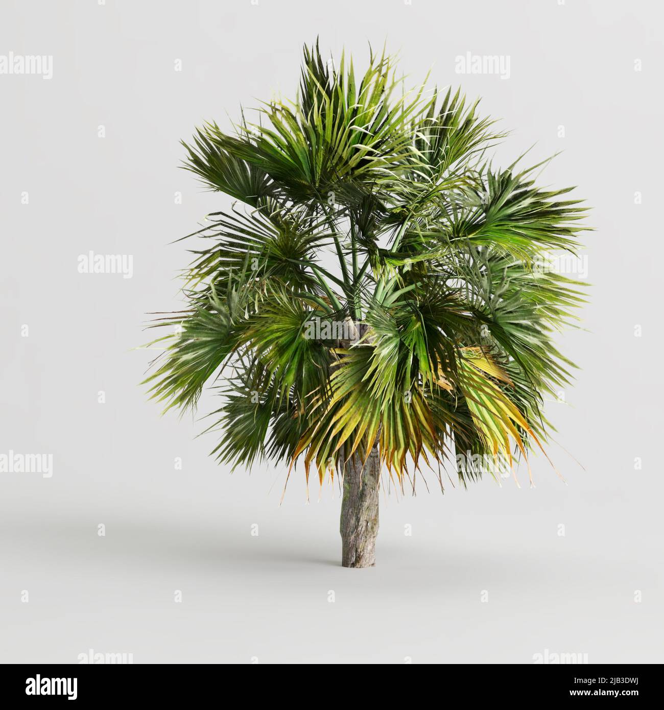 3d illustration of palm tree isolated on white background Stock Photo ...