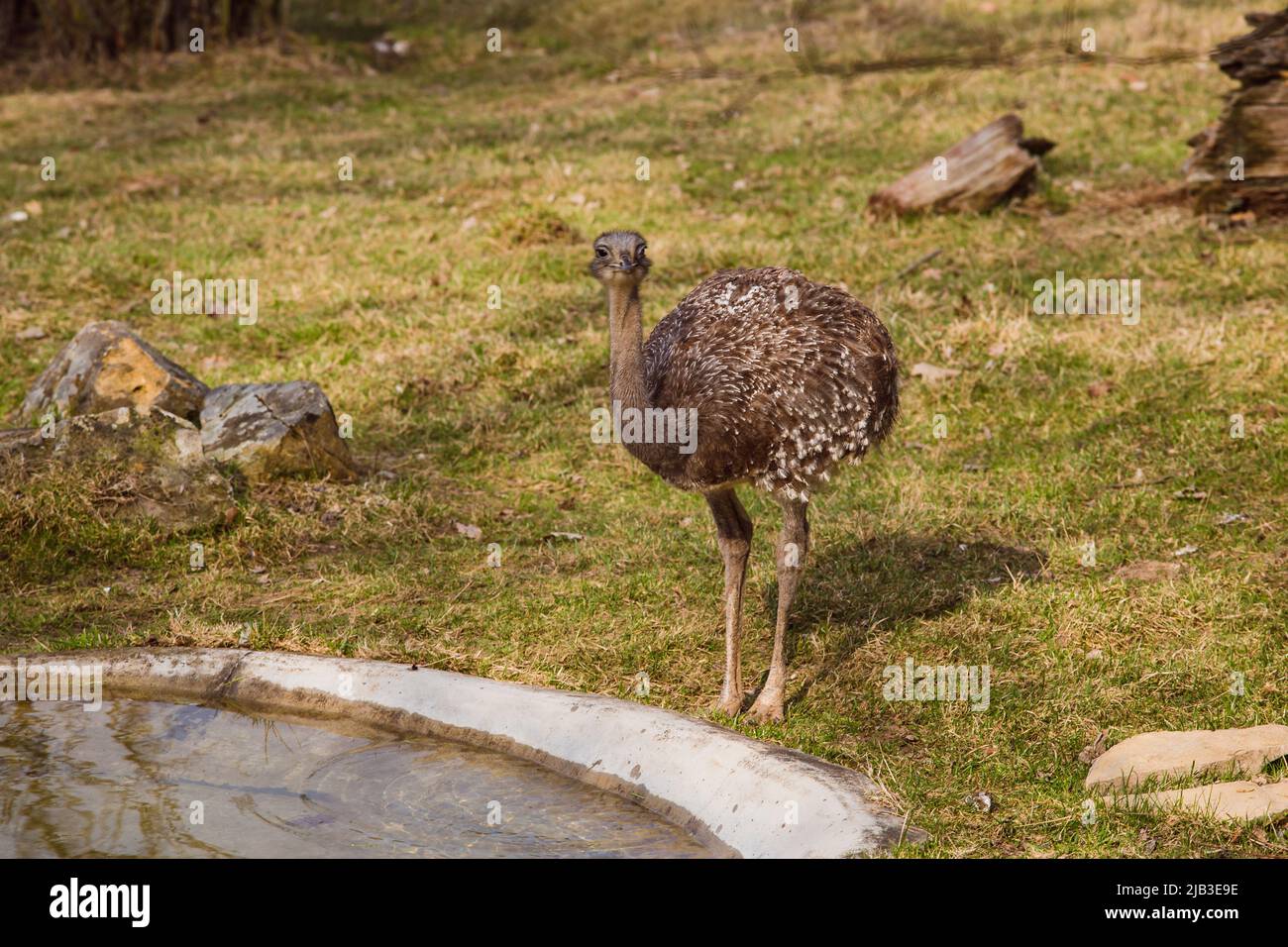 cub ostrich born in captivity at the zoo Stock Photo - Alamy