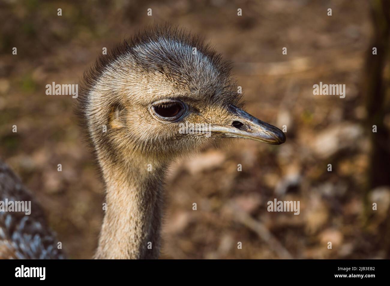 cub ostrich born in captivity at the zoo Stock Photo - Alamy