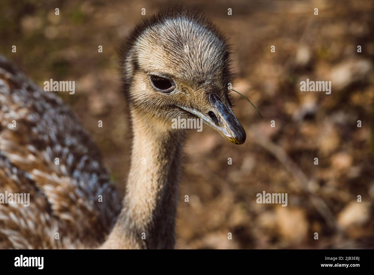 cub ostrich born in captivity at the zoo Stock Photo - Alamy