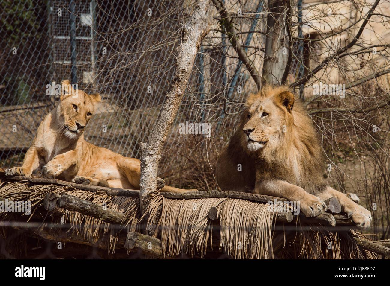 the king of animals is very respectful Stock Photo - Alamy