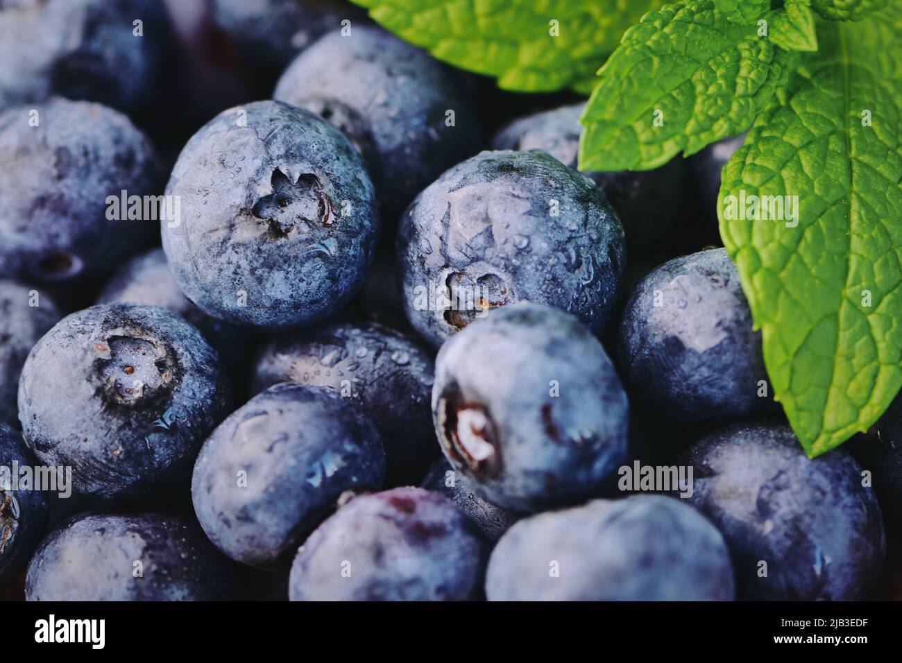 blueberries background color photo Stock Photo - Alamy