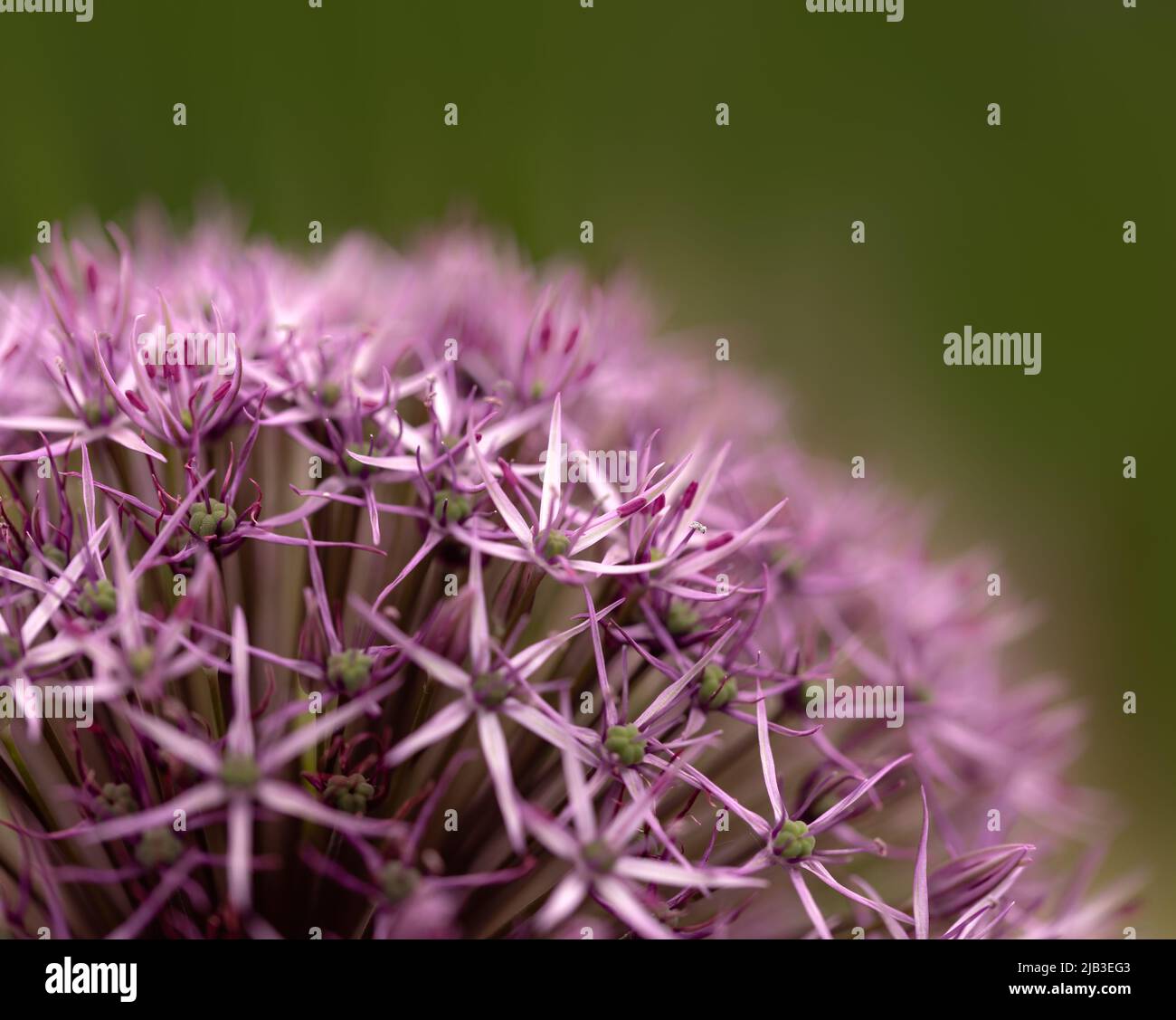 Purple giant hi-res stock photography and images - Alamy