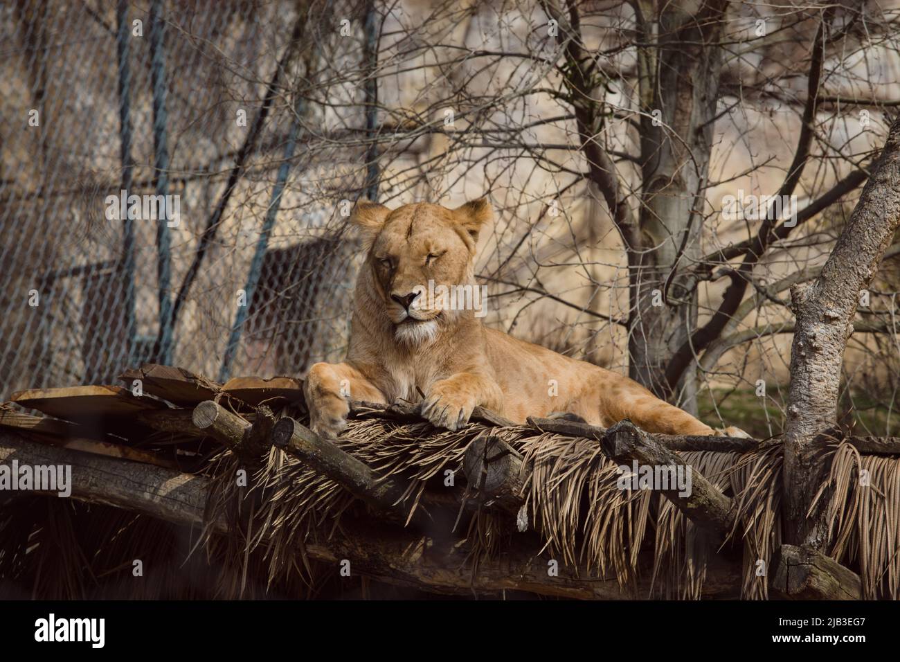 the king of animals is very respectful Stock Photo - Alamy