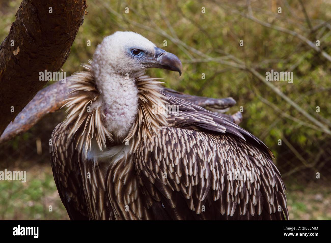 vulture awakens horror from sight Stock Photo - Alamy