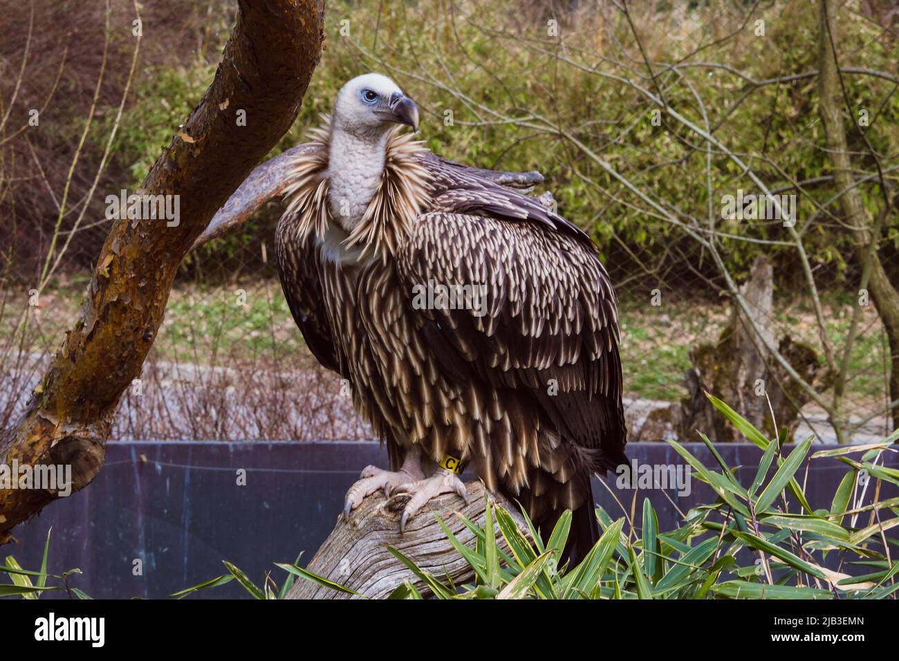 vulture awakens horror from sight Stock Photo - Alamy