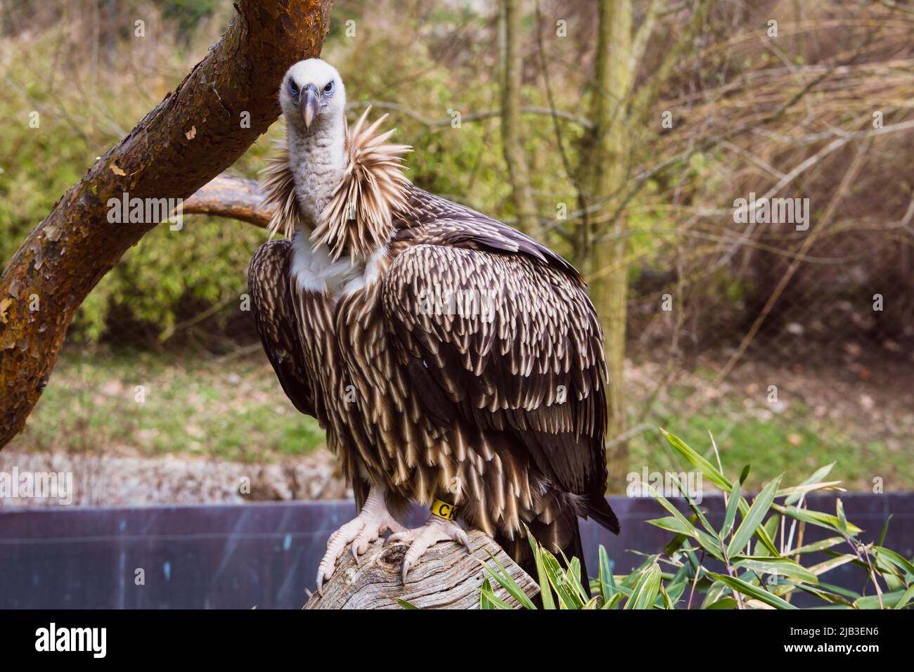 vulture awakens horror from sight Stock Photo - Alamy