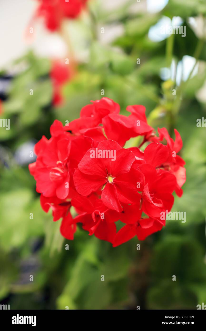 Red geranium flowers on a blurry green background in Poland Stock Photo ...