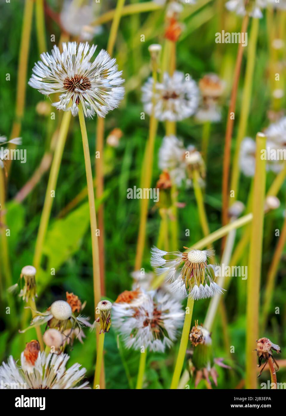 Wet from rain and partially damaged dandelions in Poland Stock Photo ...