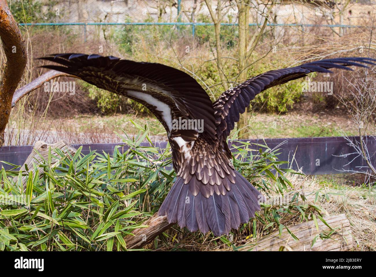 vulture awakens horror from sight Stock Photo - Alamy
